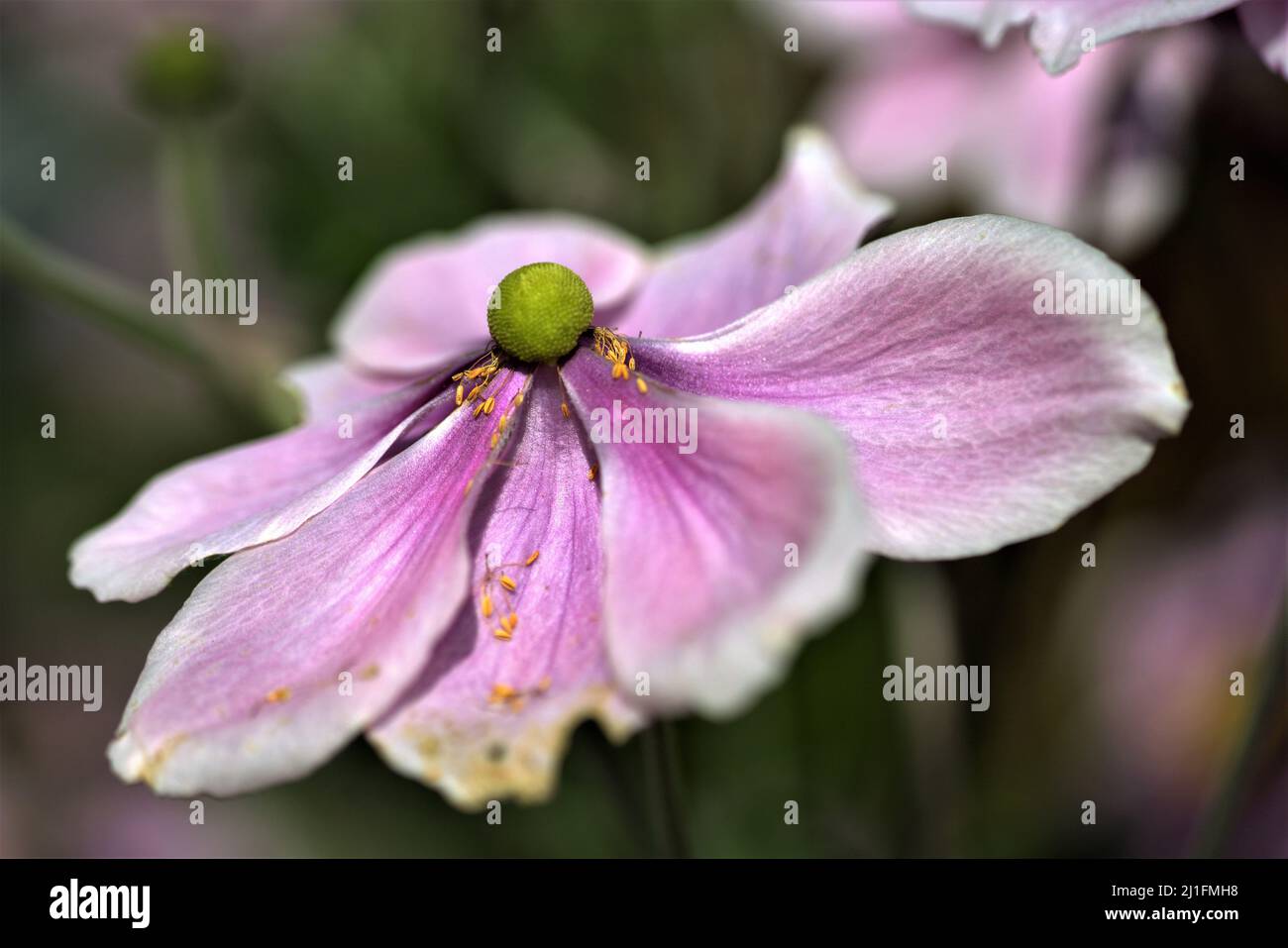 A Japanese Anemone in it's full glory of colour Stock Photo - Alamy