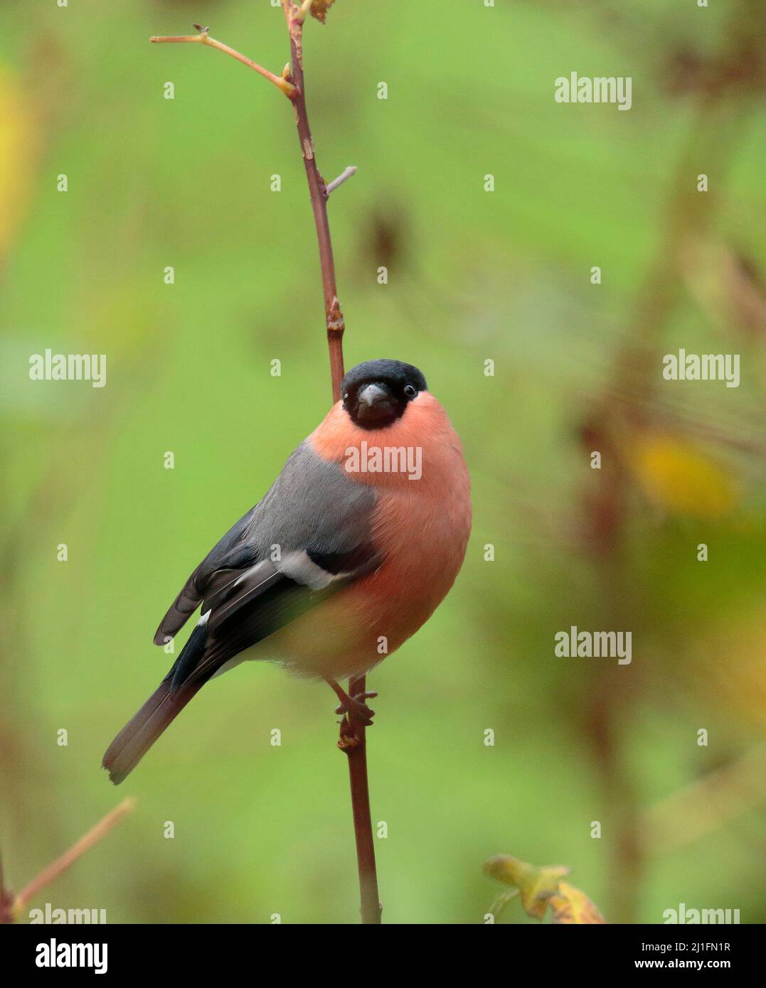 Bullfinch flying uk hi-res stock photography and images - Alamy