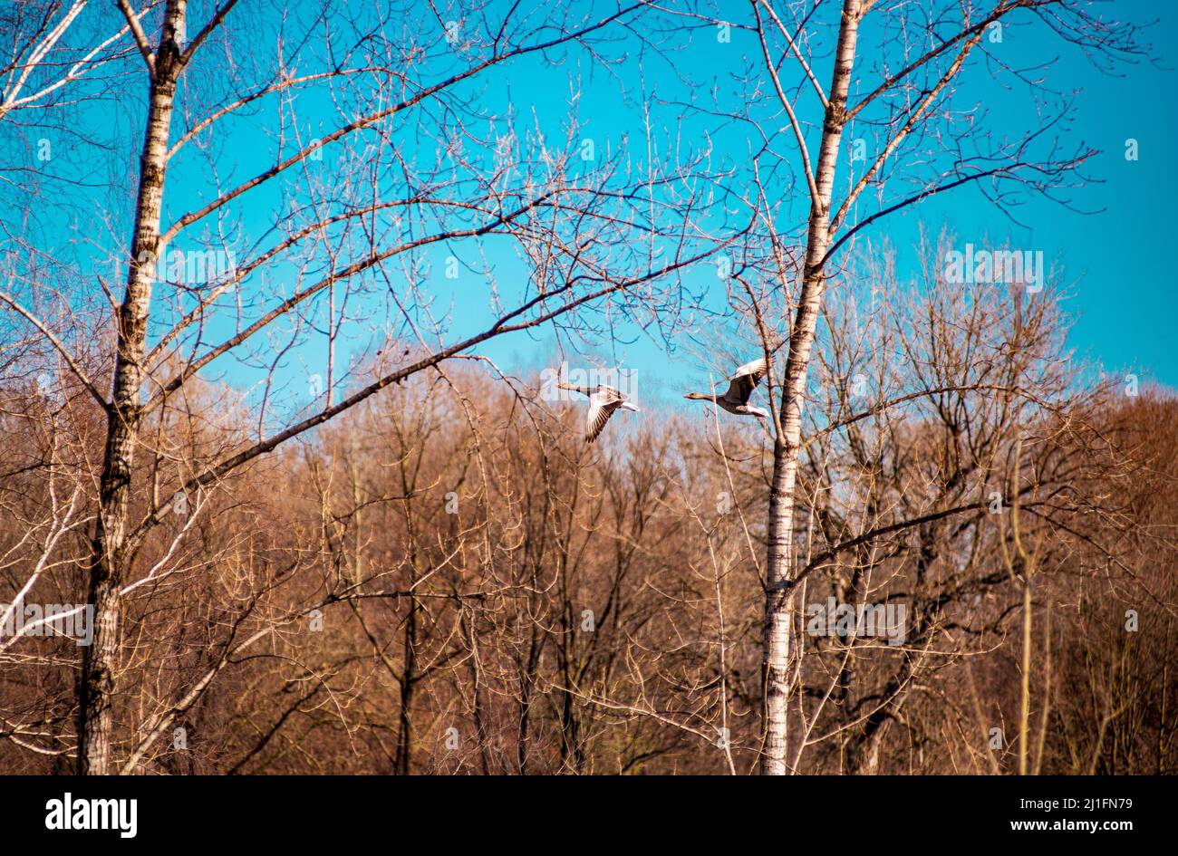 Bird flying behind trees hi-res stock photography and images - Alamy