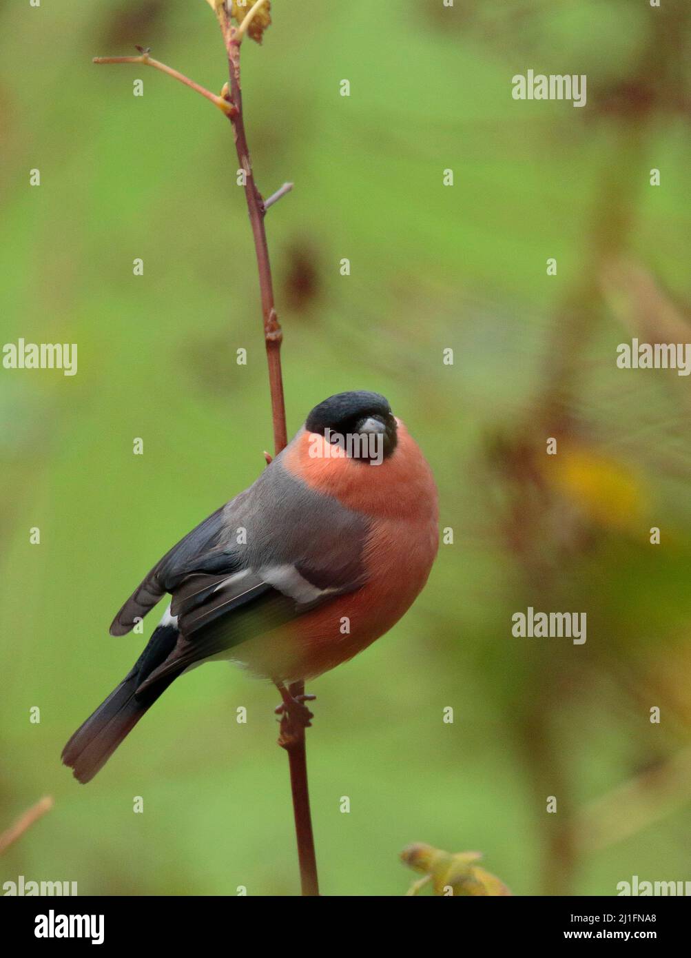 Resting bullfinch hi-res stock photography and images - Alamy