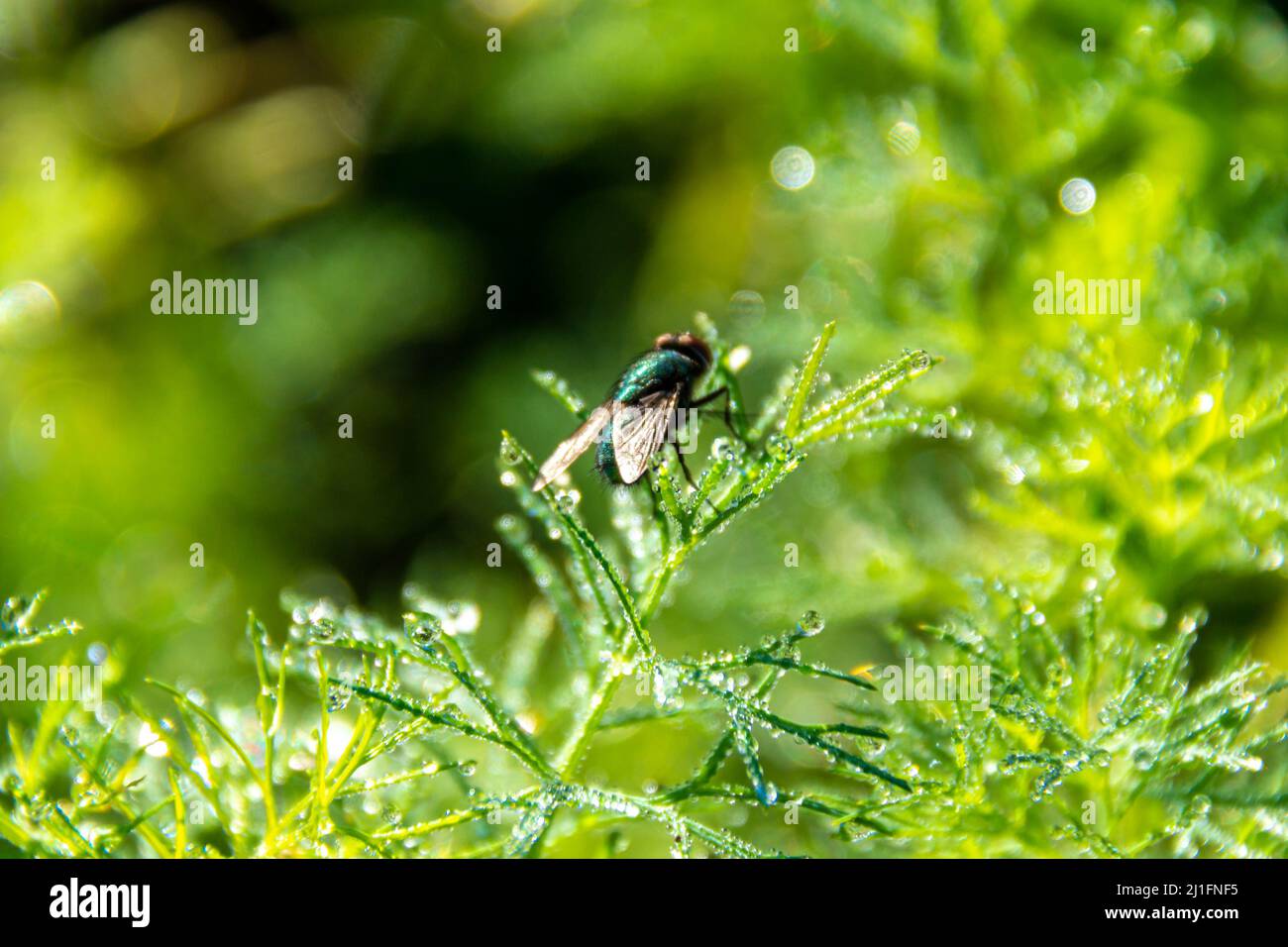 green fly quenching thirst drinks dew from dill leaves covered with dew ...