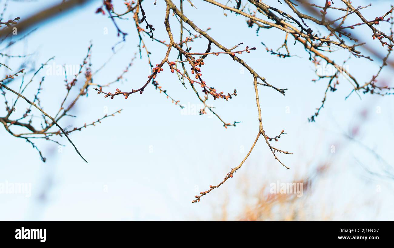 Spring bud tree Stock Photo - Alamy