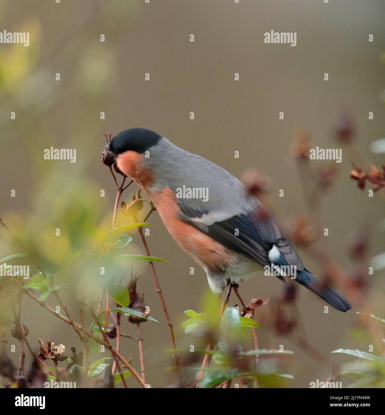 Resting bullfinch hi-res stock photography and images - Alamy