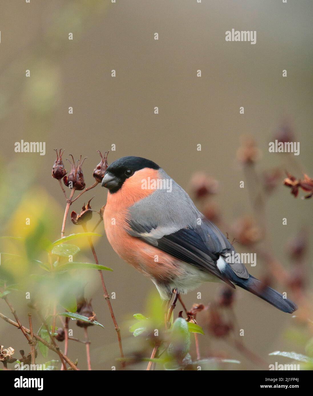 Bullfinch flying uk hi-res stock photography and images - Alamy