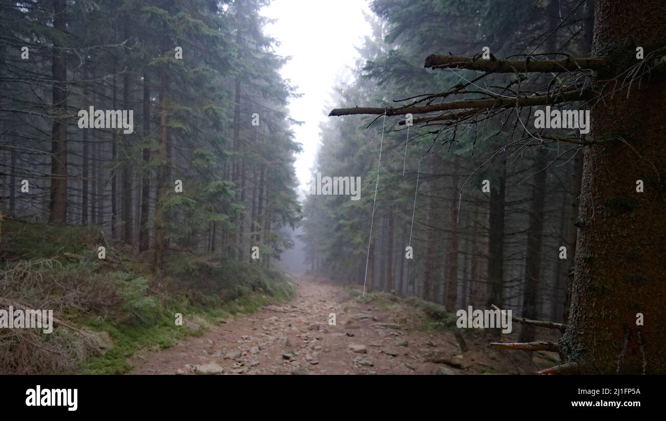 a dirt path in a deep forest tree Stock Photo - Alamy