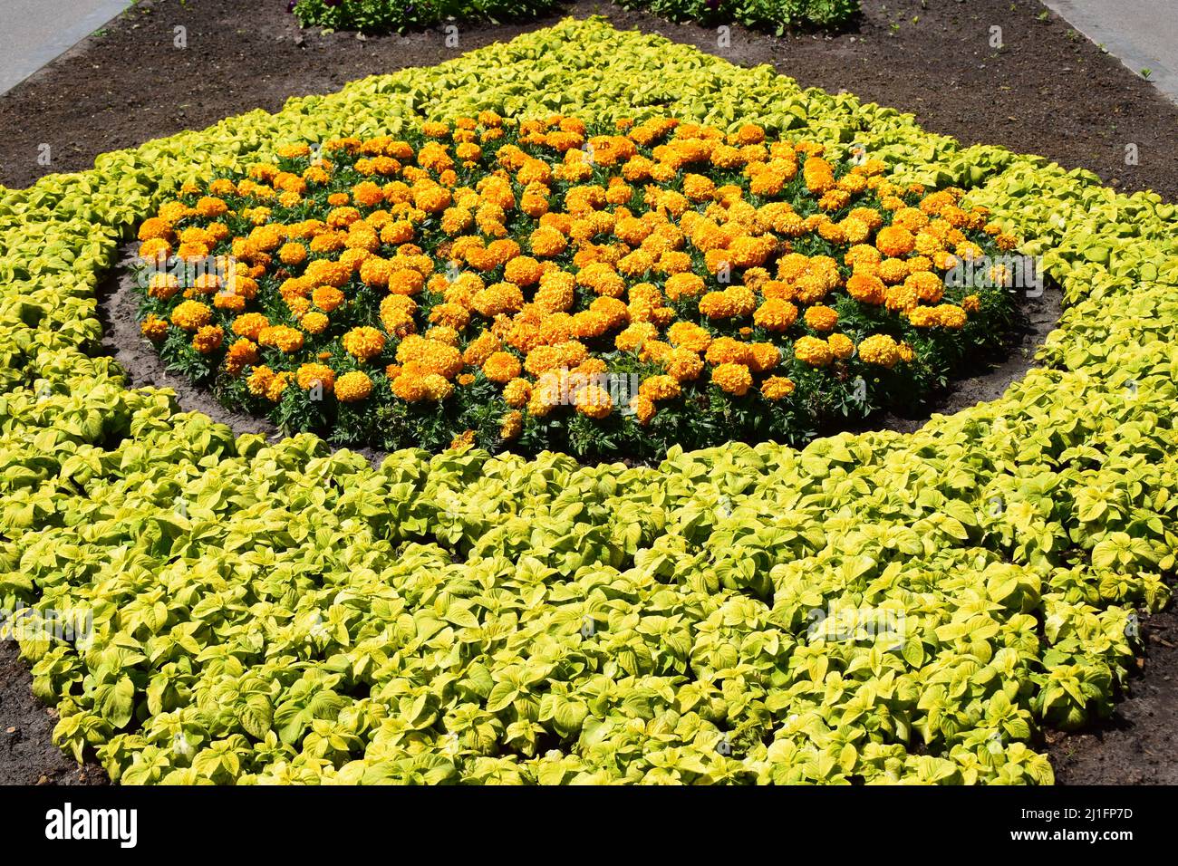 Beautiful orange Marigold flowers, amazing summer flowers of marigold ...