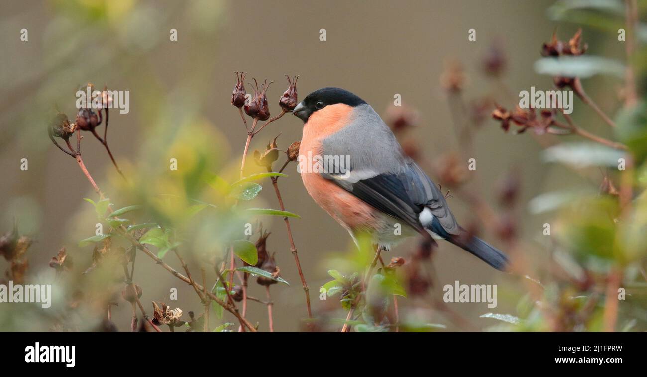 Flying bullfinch uk hi-res stock photography and images - Alamy