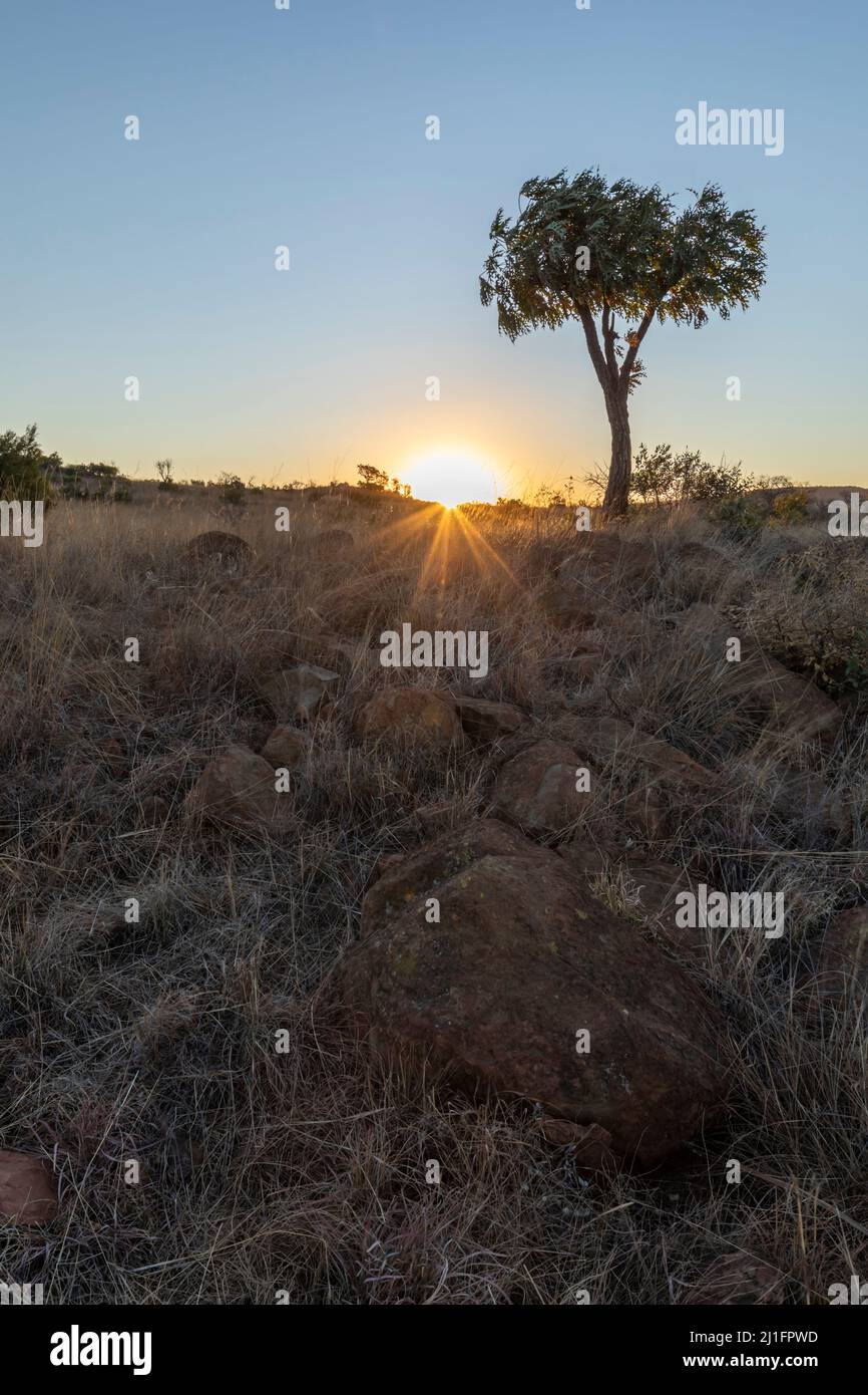 Cabbage tree and rocks at sunset at Magaliesberg South Africa Stock ...
