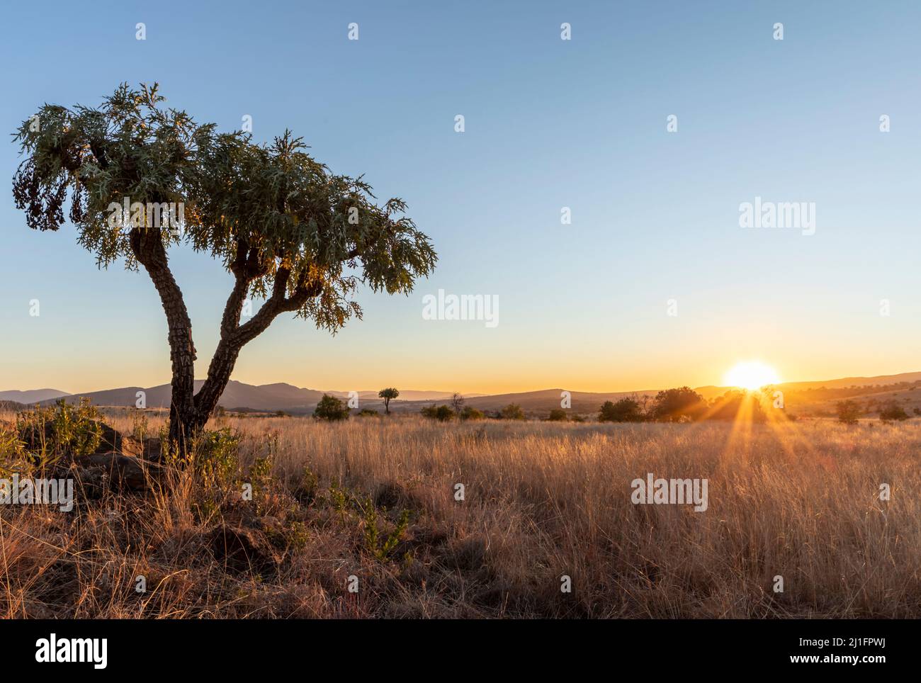 Cabbage Planting Guide South Africa at Veronica Hiatt blog