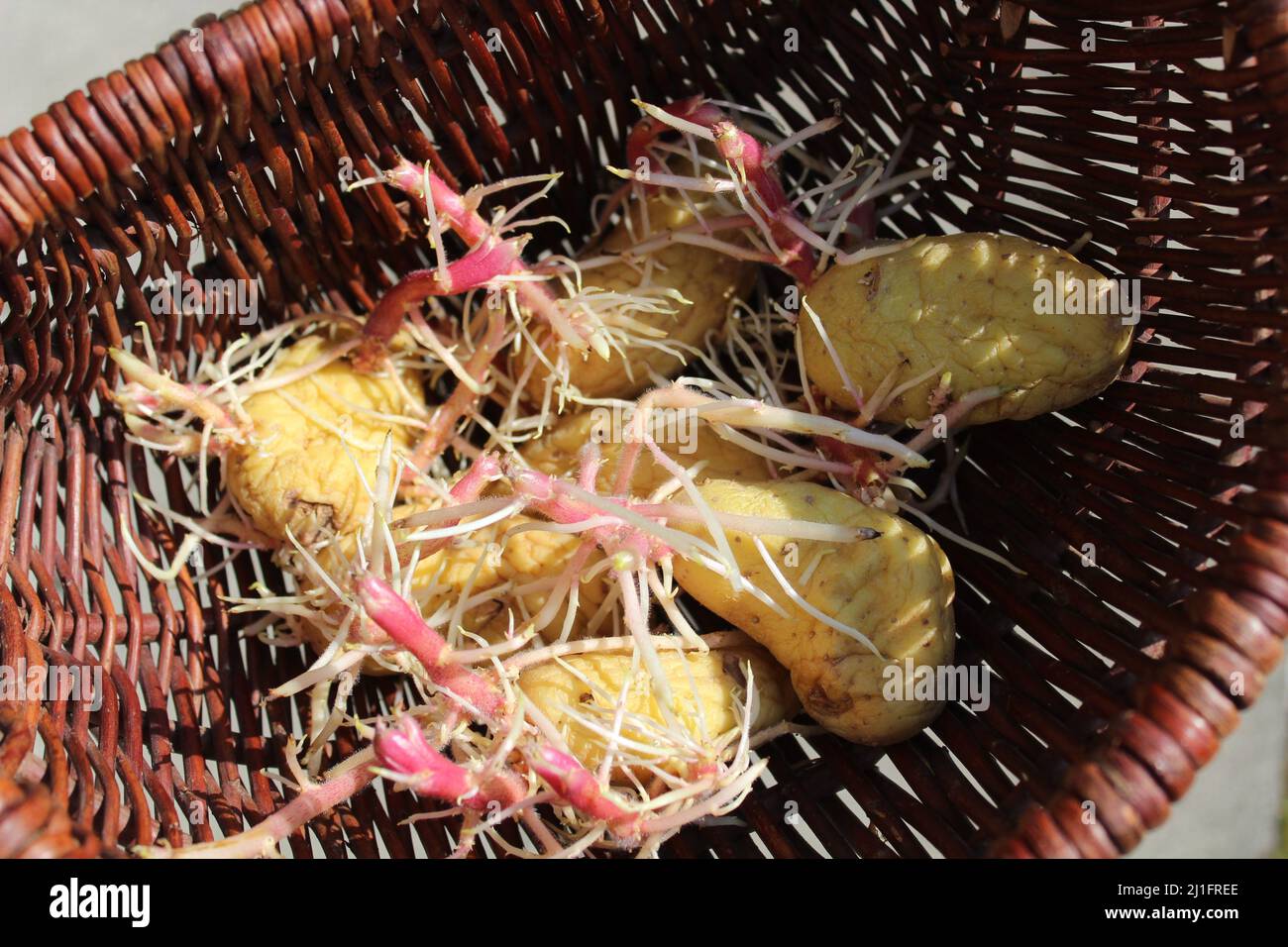 Sprouting potato solanum tuberosum hi-res stock photography and images ...