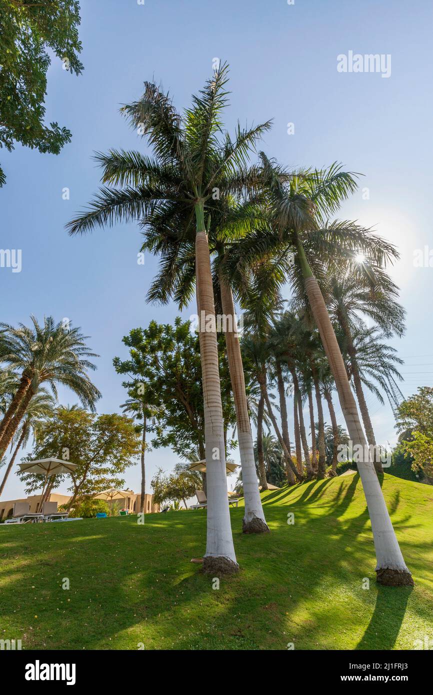 Luxurious palm trees hi-res stock photography and images - Alamy