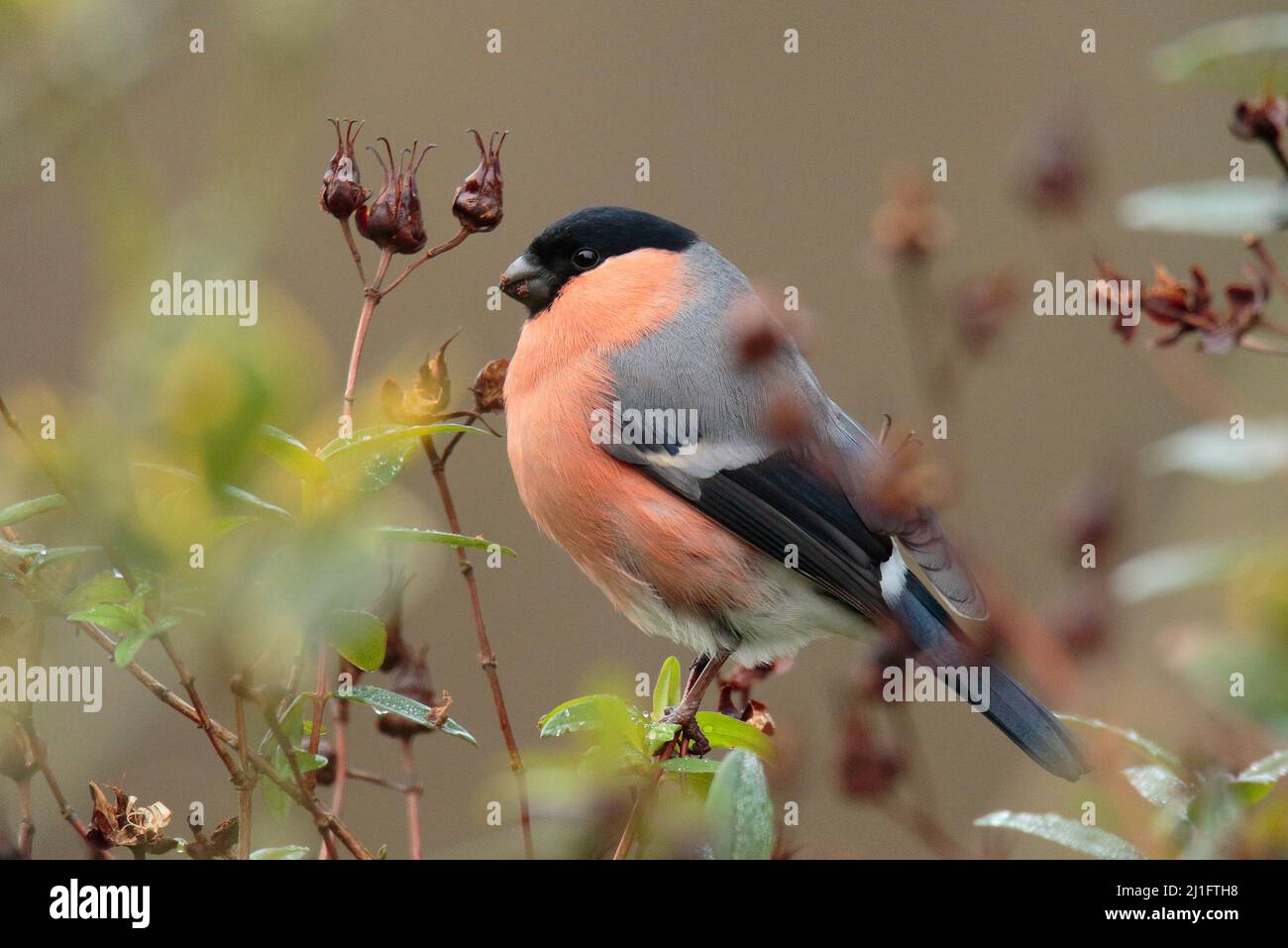 Resting bullfinch hi-res stock photography and images - Alamy