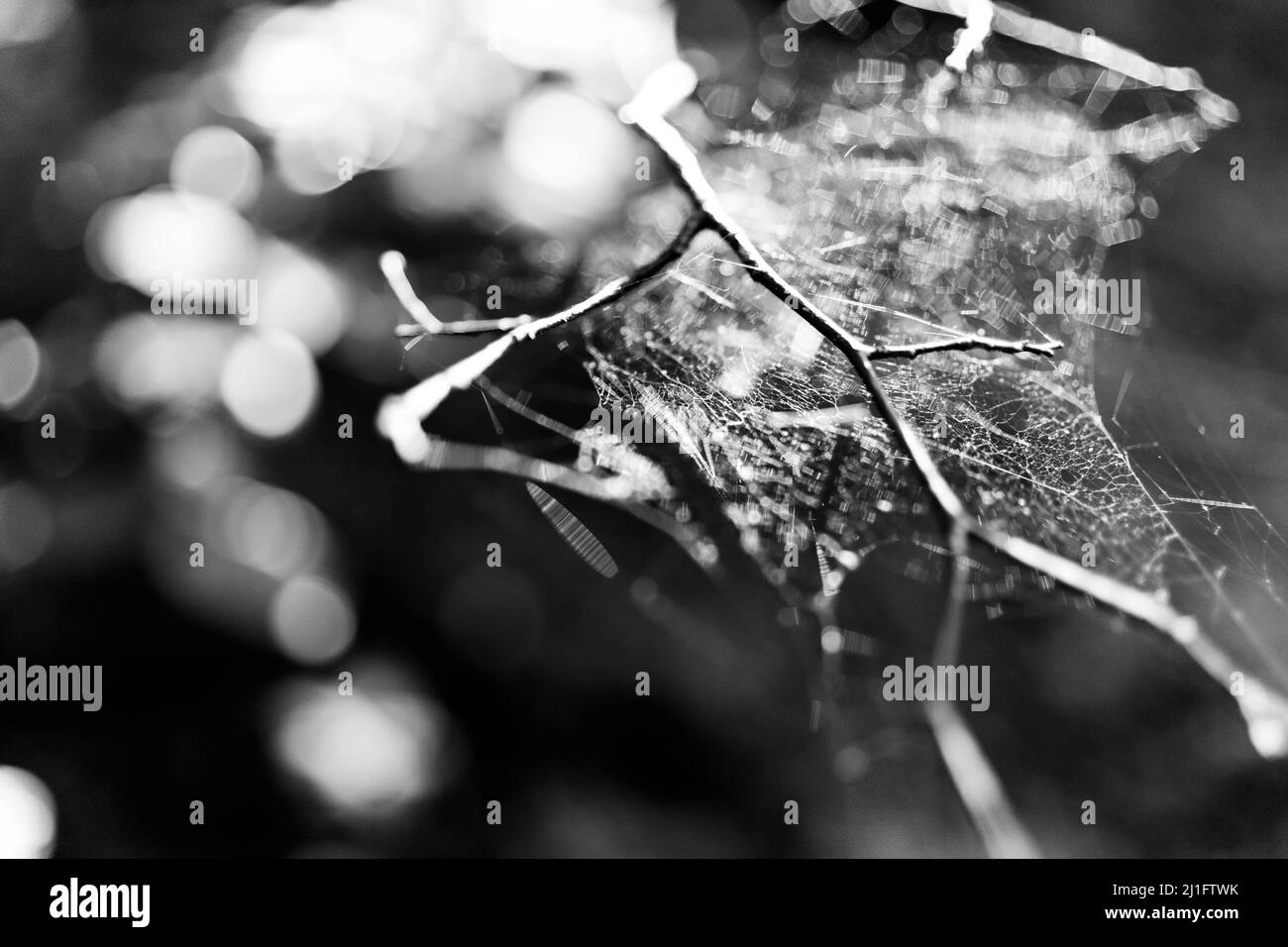 A grayscale closeup shot of thin spiderwebs on a tree branch Stock ...