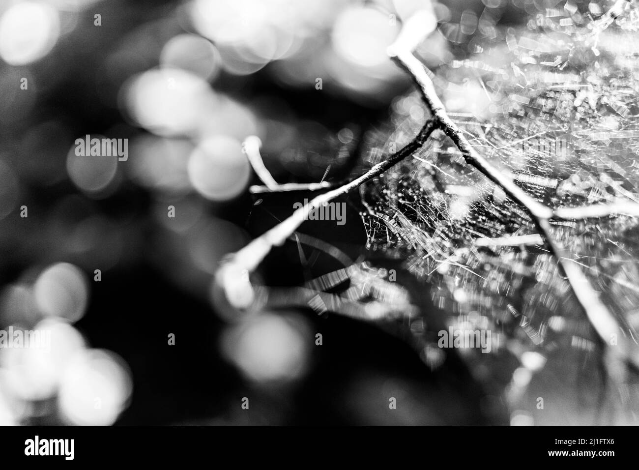 A grayscale closeup shot of thin spiderwebs on a tree branch Stock ...