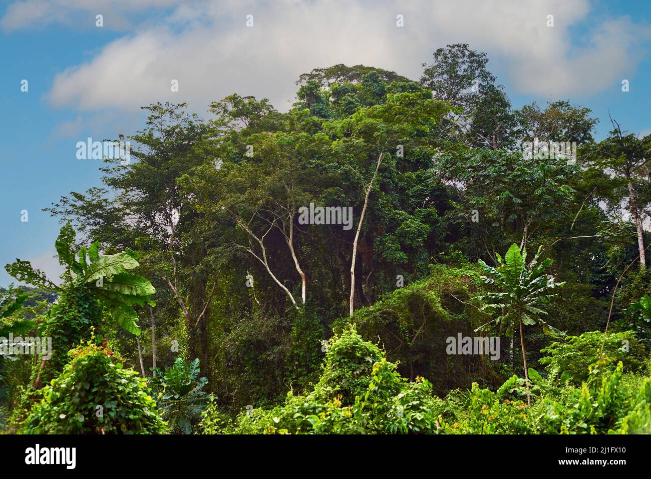 Tropical rain forest in central Cameroon under clouds Stock Photo - Alamy