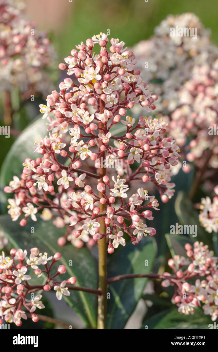 The Japanese flowering skimmia 'Rubella' is a densely growing and ...