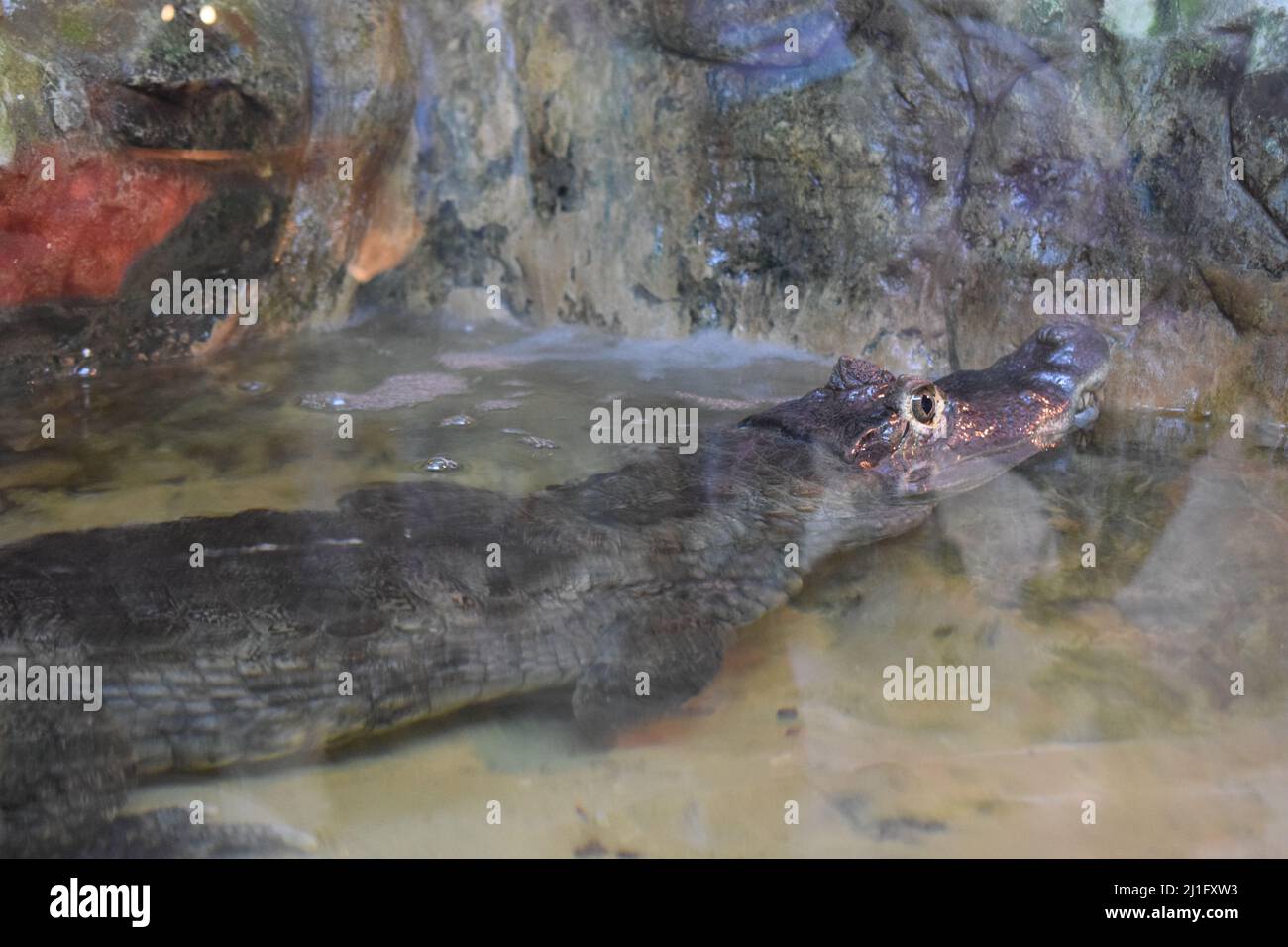 Spectacled Caiman - Caiman crocodile lying on river bank. Big reptile ...