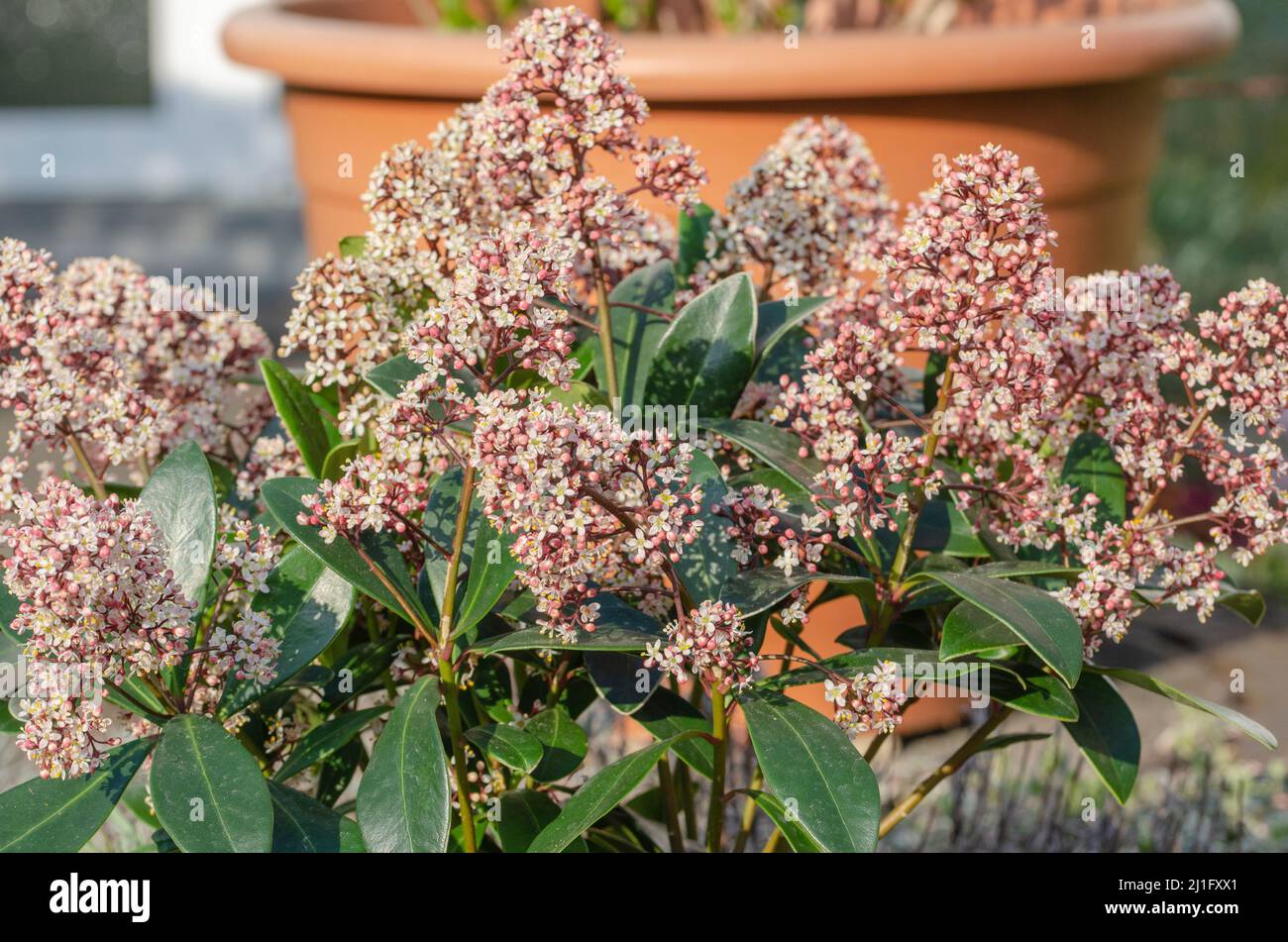 The Japanese flowering skimmia 'Rubella' is a densely growing and ...