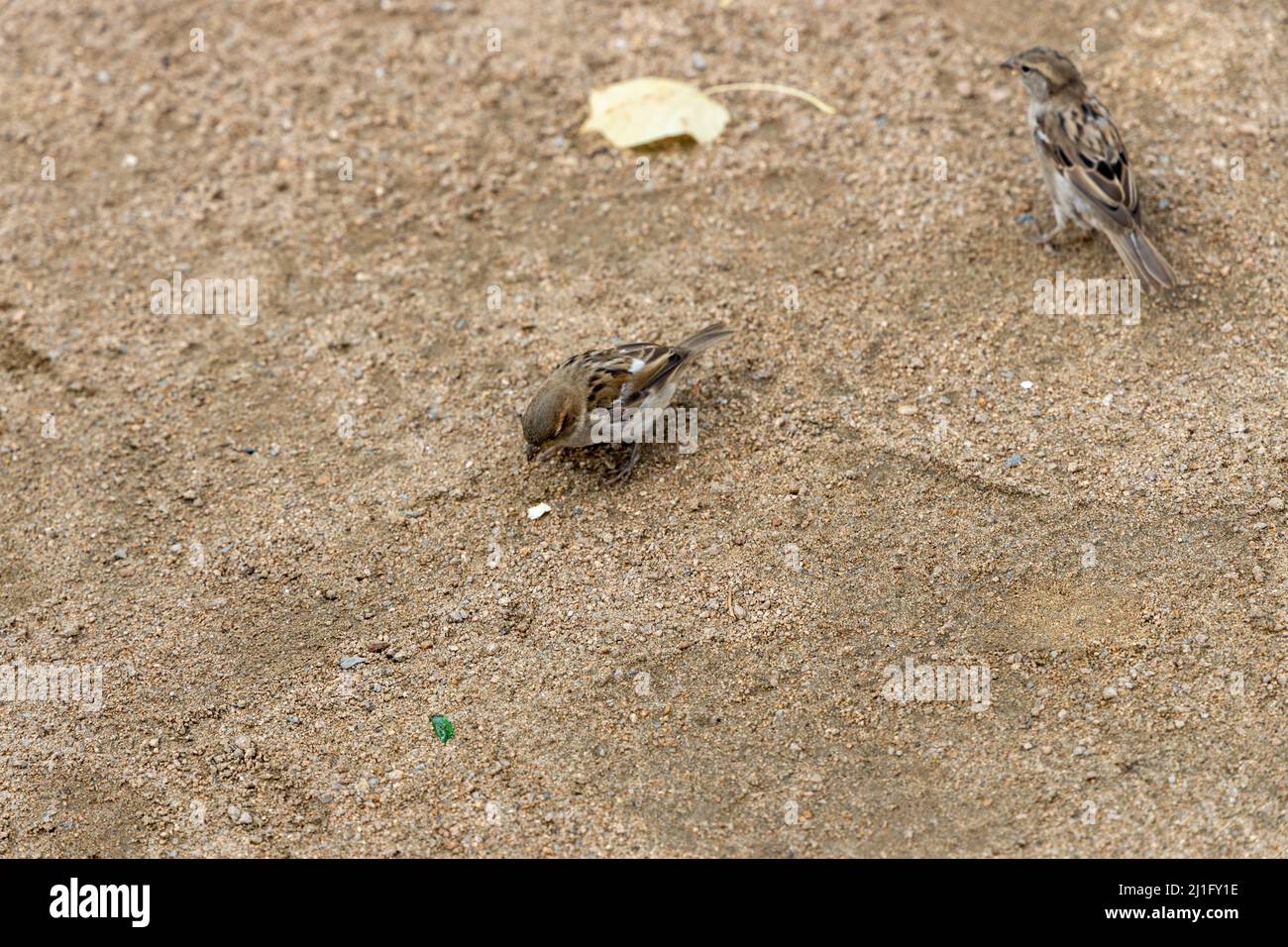 Black sparrows hi-res stock photography and images - Alamy
