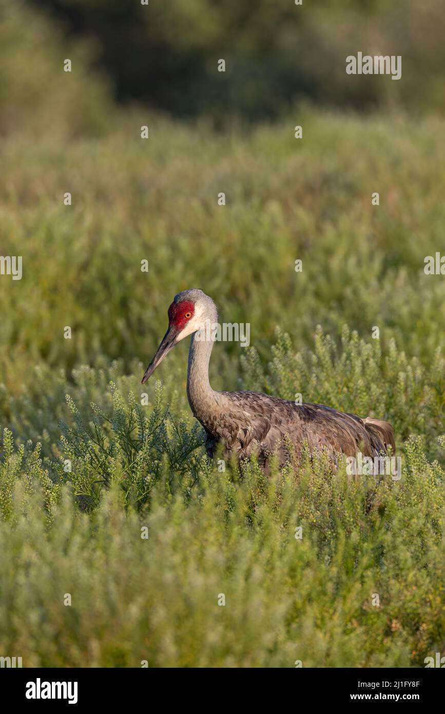 Crane legs hi-res stock photography and images - Alamy