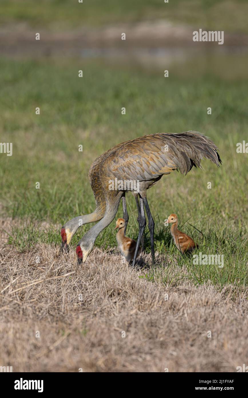 Crane legs hi-res stock photography and images - Alamy