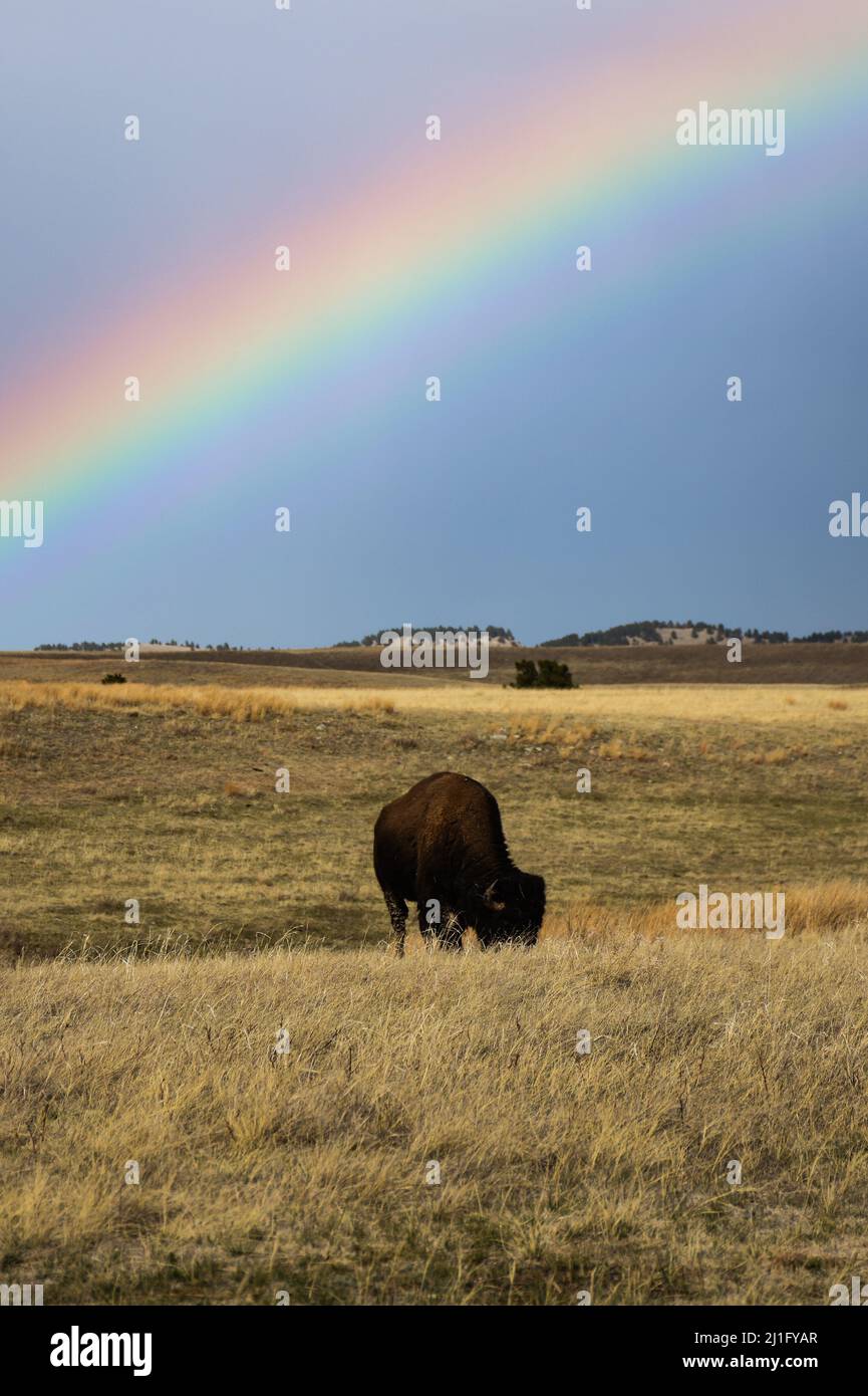 Bison and a rainbow hi-res stock photography and images - Alamy