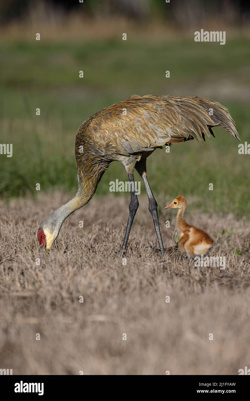 Crane legs hi-res stock photography and images - Alamy