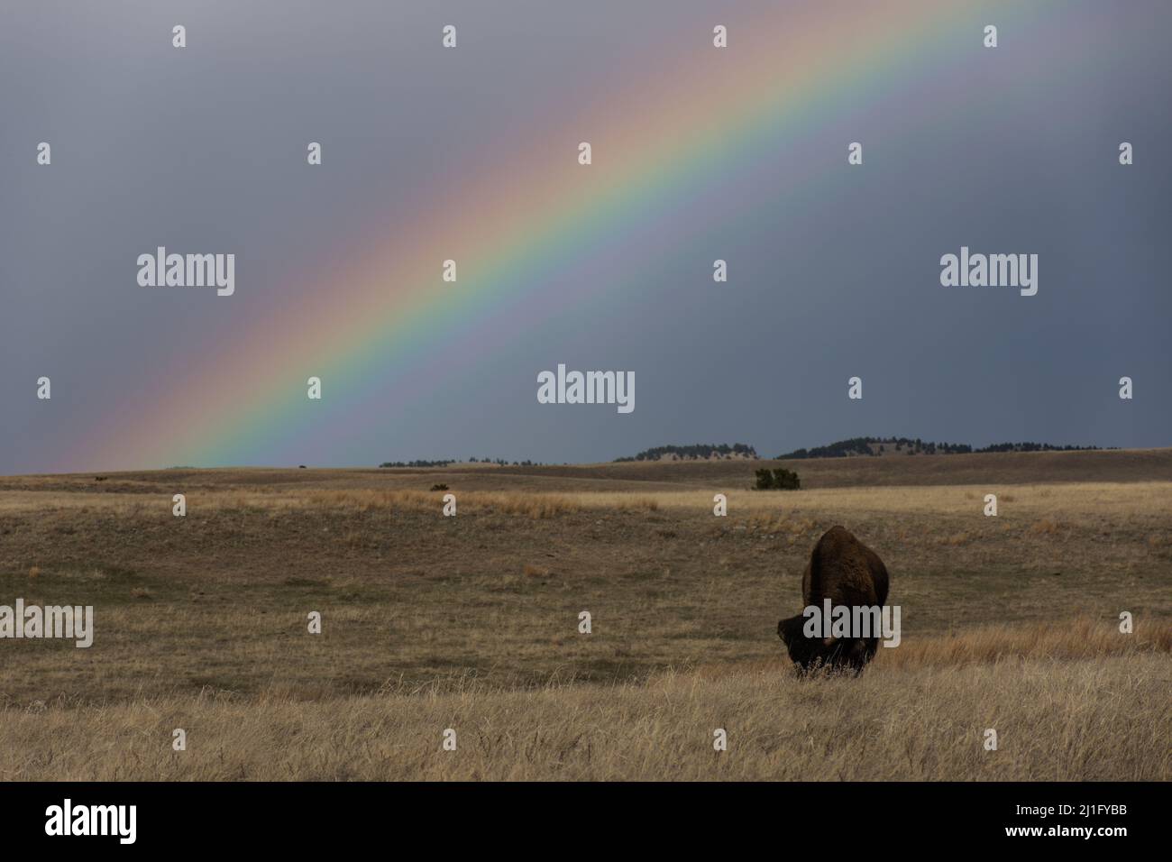 Bison with a rainbow hi-res stock photography and images - Alamy