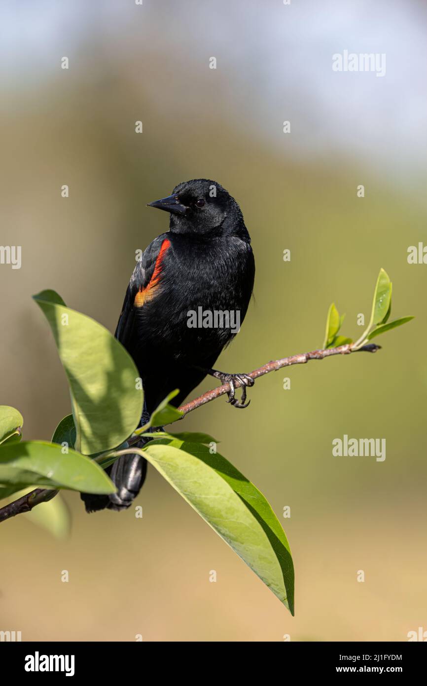 Male mink hi-res stock photography and images - Alamy