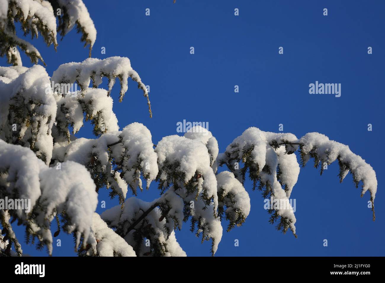 Frozen hemlock hi-res stock photography and images - Alamy