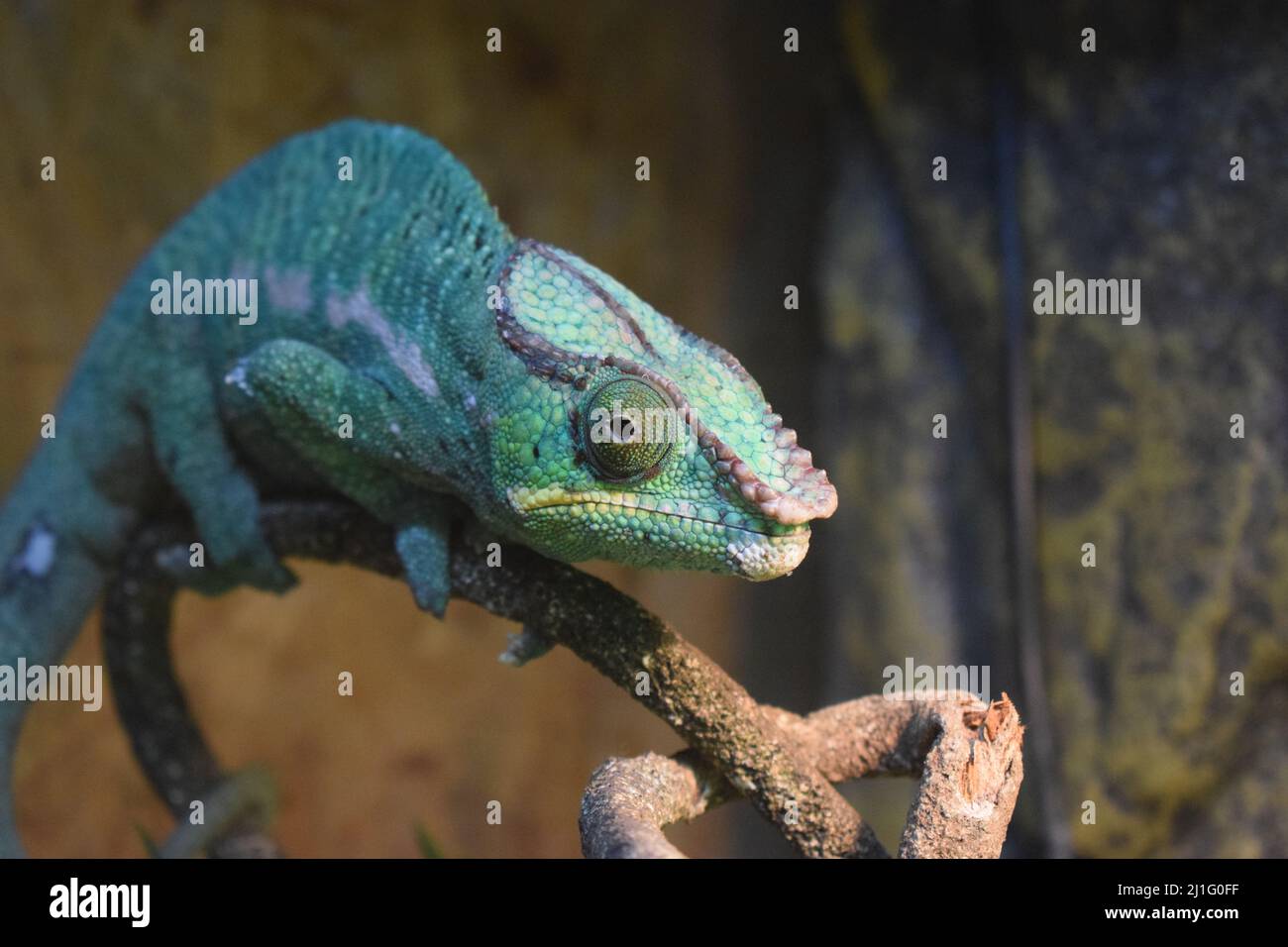 Male veiled chameleon hi-res stock photography and images - Alamy