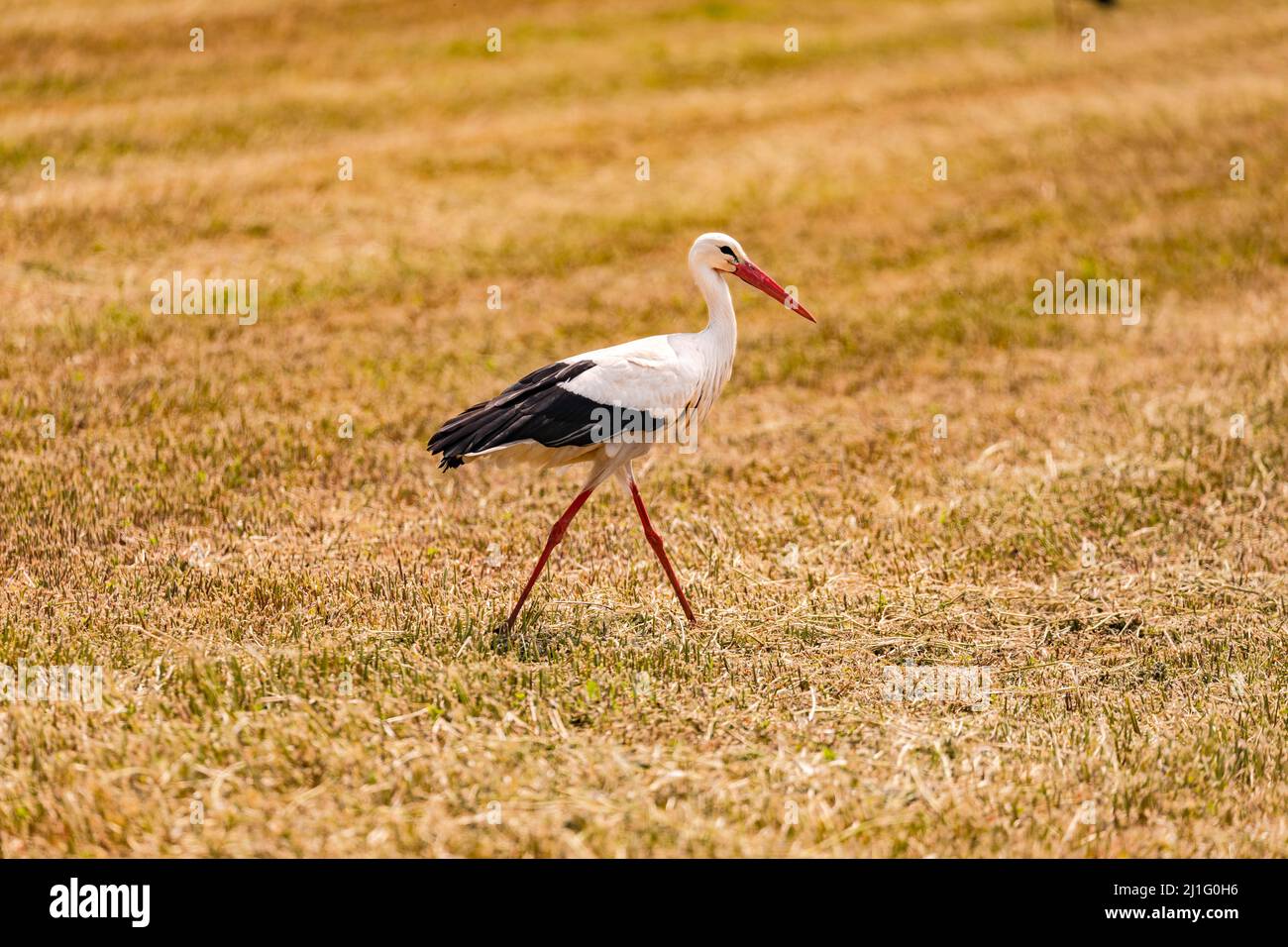 A large white stork on a stubble field in Germany Stock Photo - Alamy