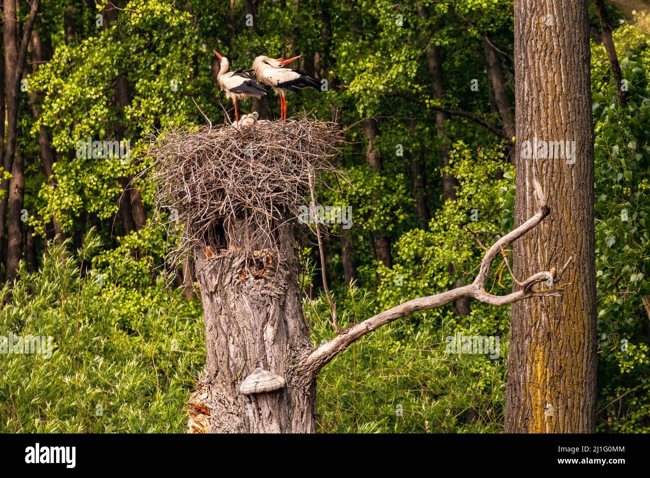 Two lovely storks chatter with young storks as offspring in a stork's ...