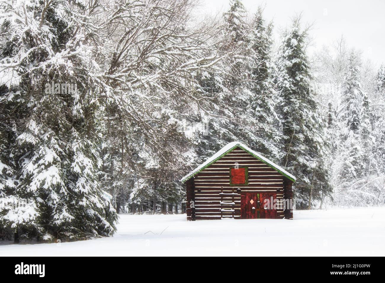 A double door log storage shed surrounded by tall spruce trees in a ...