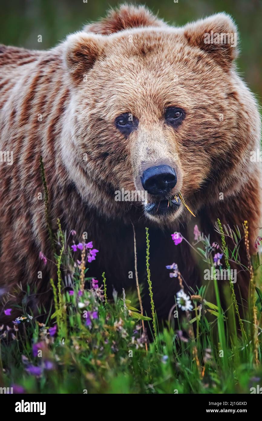 Grizzly bear in the Alaskan wilderness near Lake Clark Stock Photo - Alamy