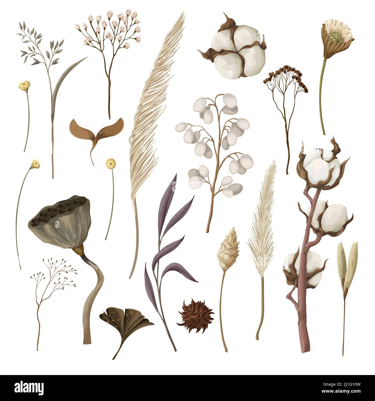 Pressed dried flowers Stock Vector Images - Alamy