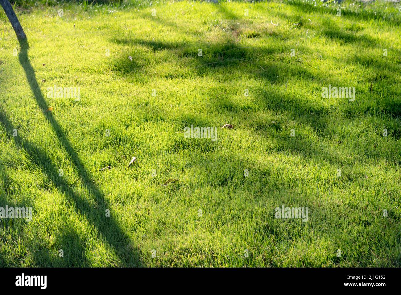 a photo of contrast green grass Stock Photo - Alamy