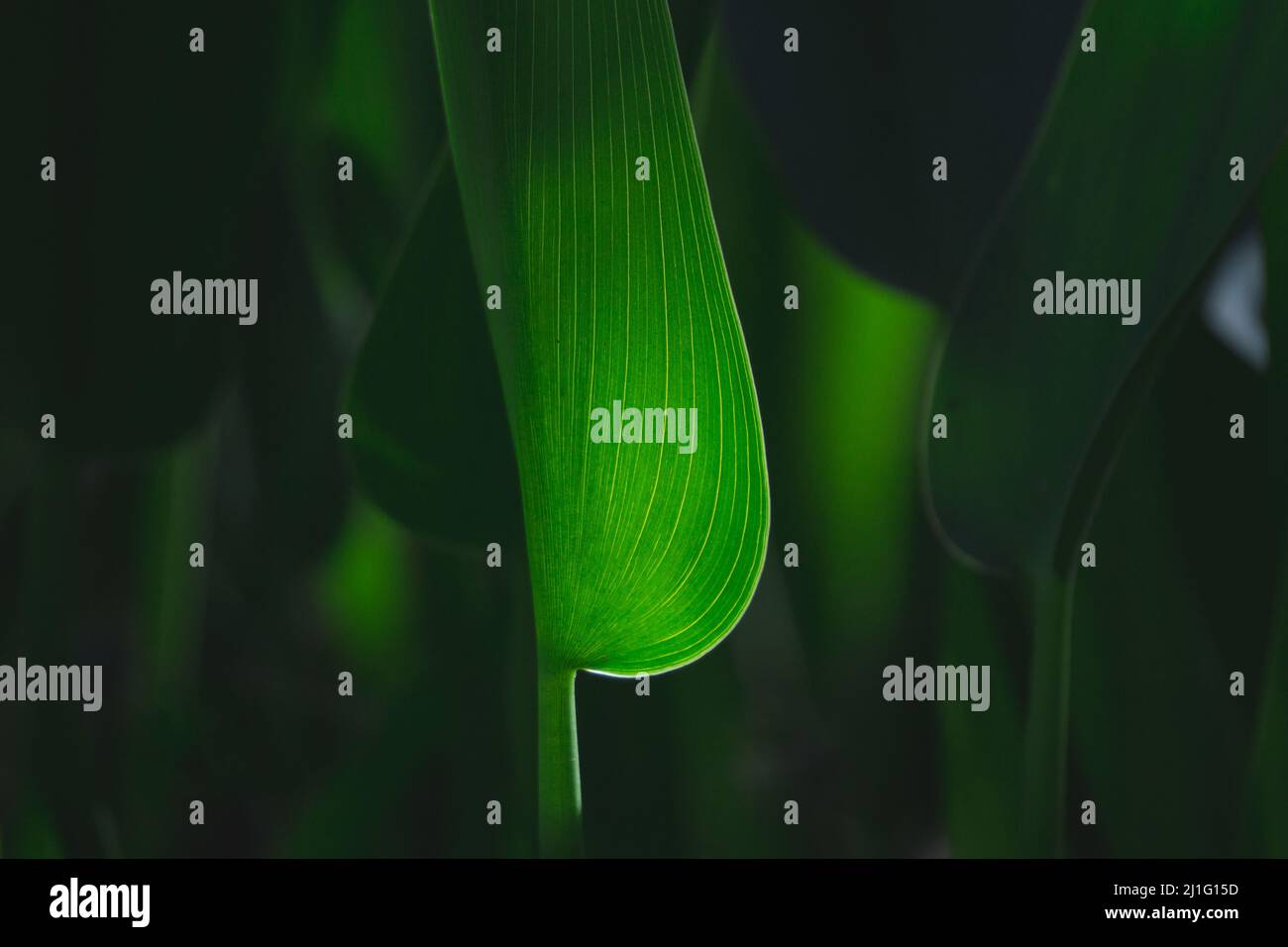 a photo of big green leaves in grass Stock Photo - Alamy
