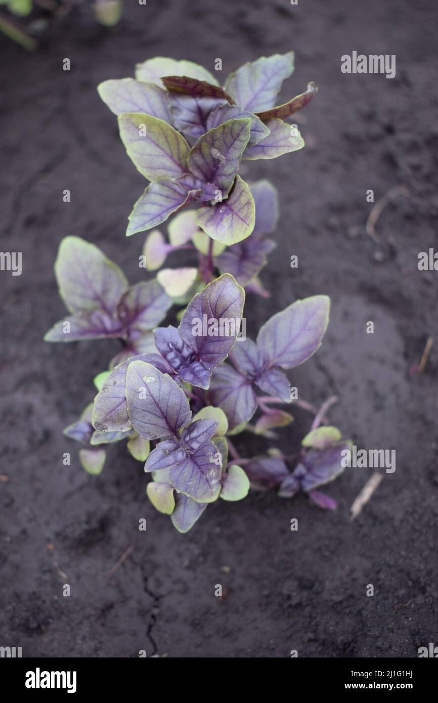 Young purple Basil grows in the garden. Close-up of purple and green ...