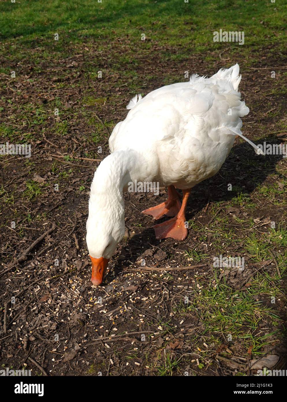 White goose eats food hi-res stock photography and images - Alamy
