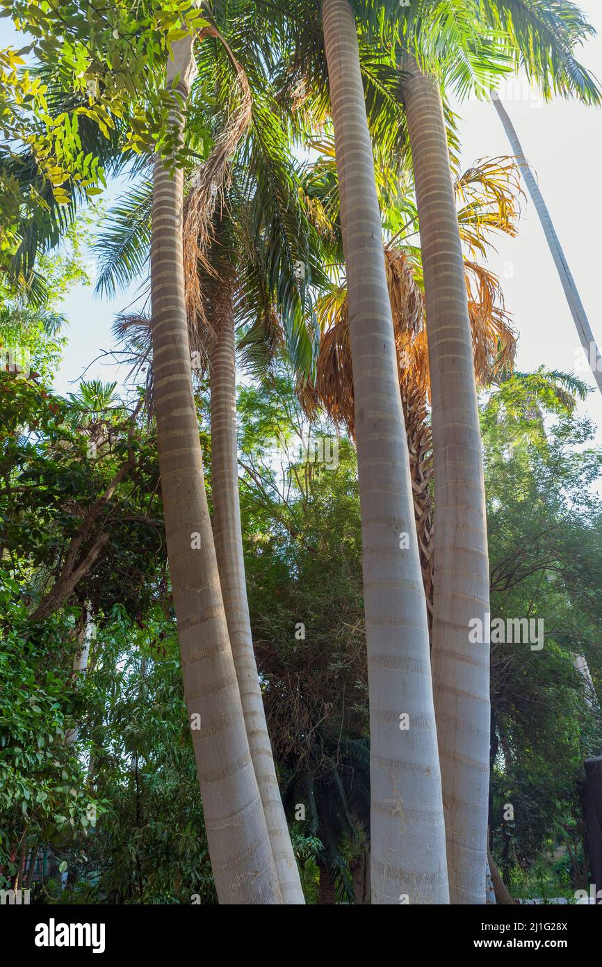 Palm trees at Aswan Botanical Garden on Kitchener's Island (El Nabatat ...