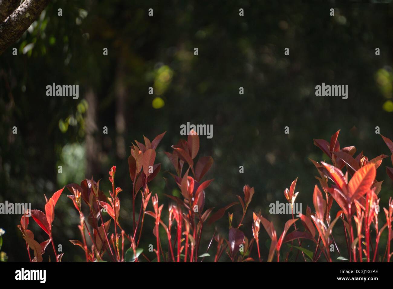 A closeup shot of the sacred bamboo leaves in the forest on the blurry ...