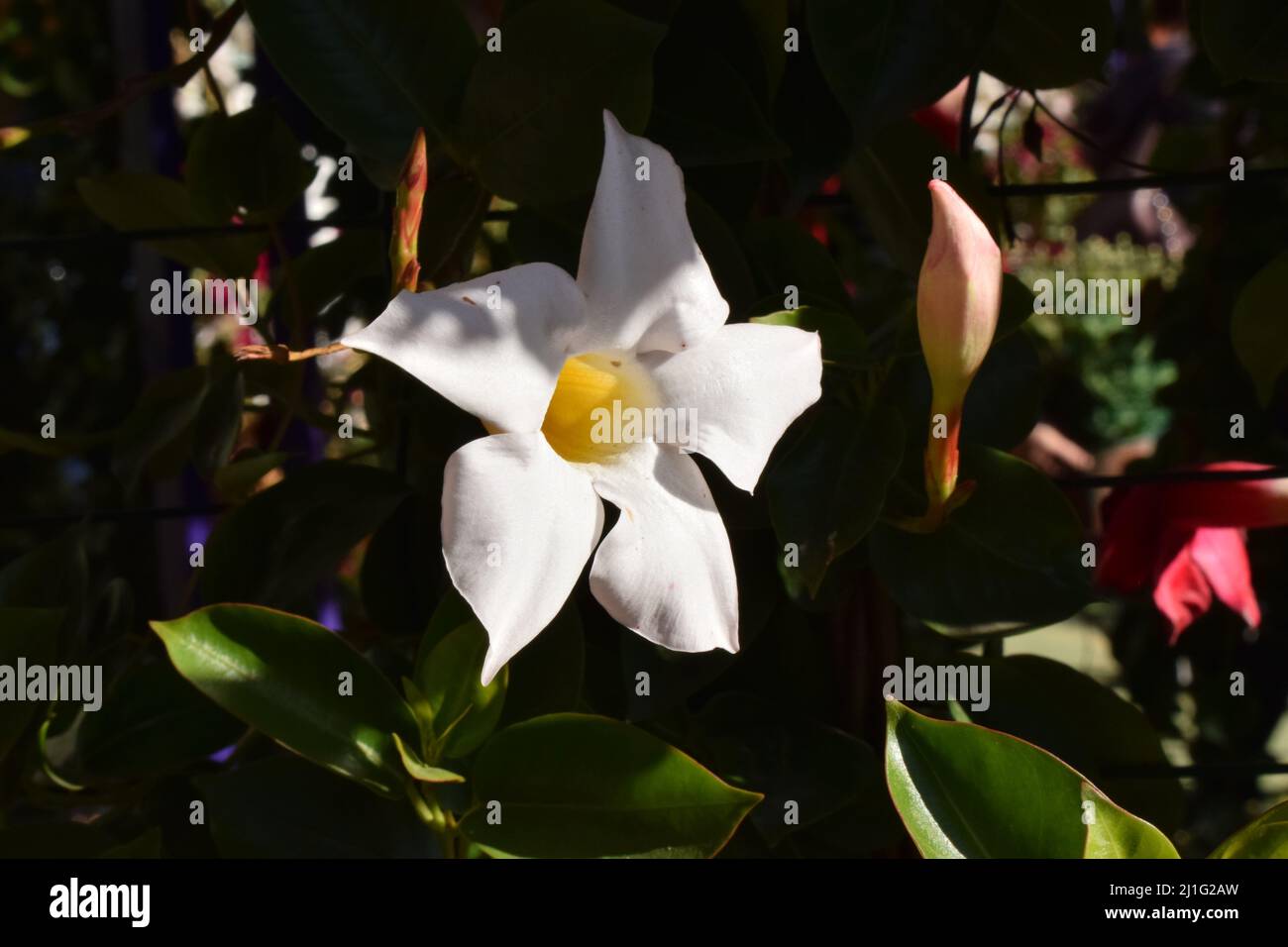 Mandevilla Summerville flower - Latin name - Mandevilla Summerville ...