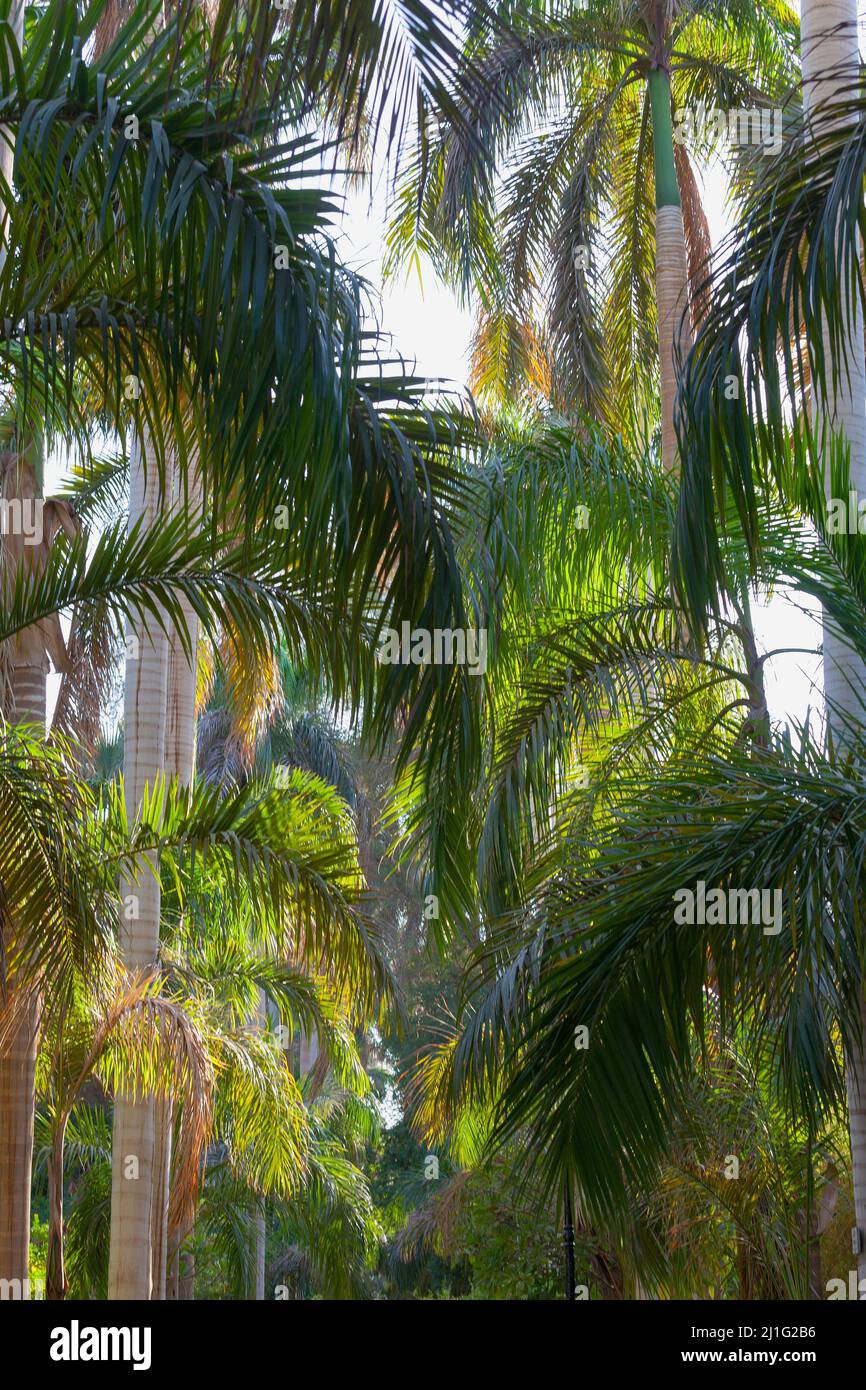 Aswan botanical garden hi-res stock photography and images - Alamy