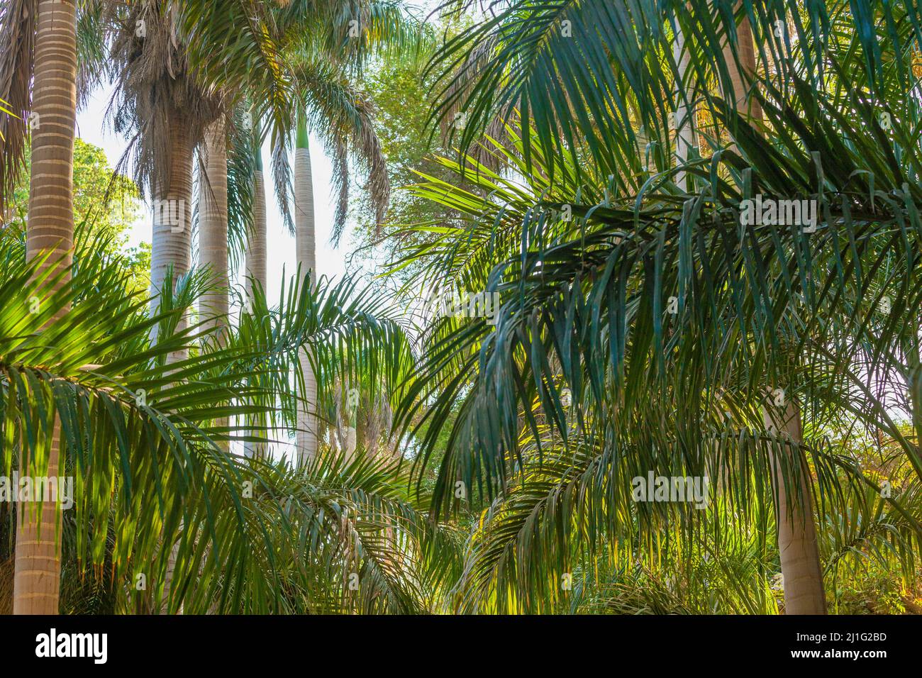 Palm trees at Aswan Botanical Garden on Kitchener's Island (El Nabatat ...