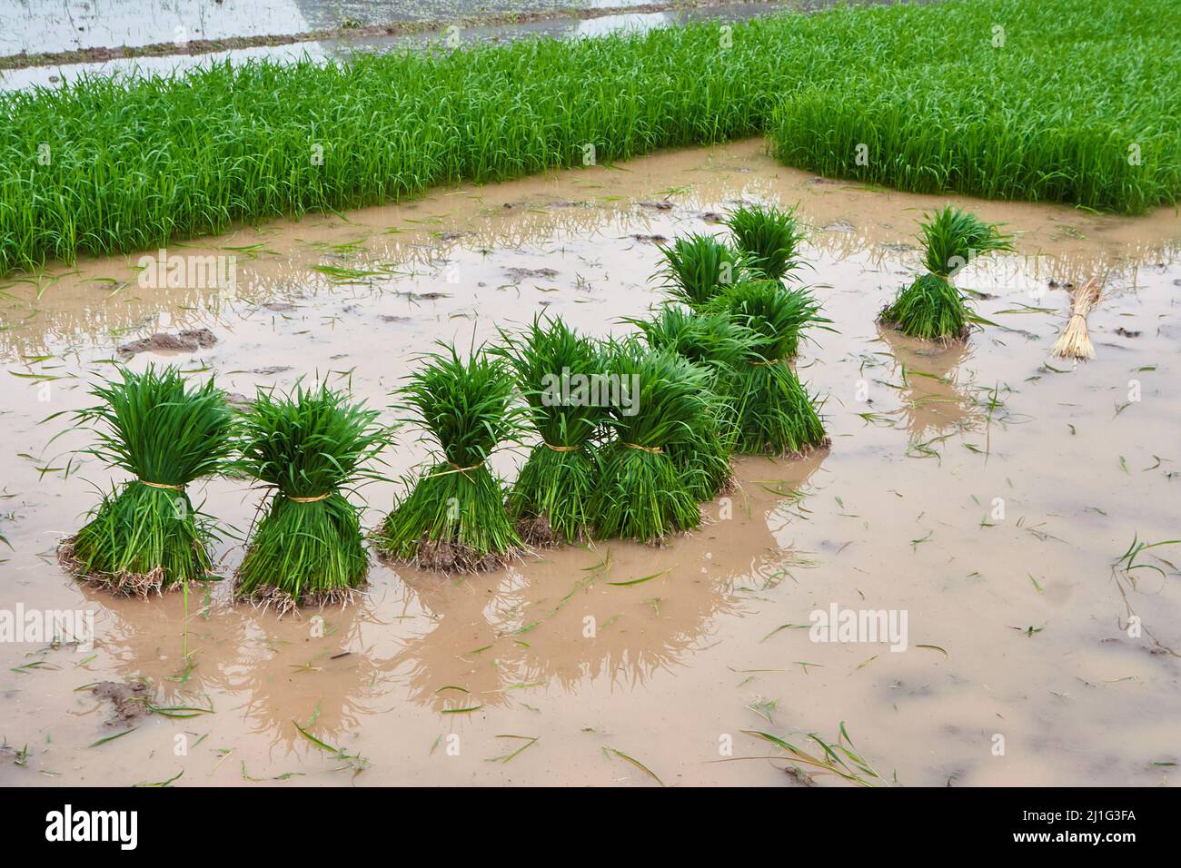 Seed paddy hi-res stock photography and images - Alamy