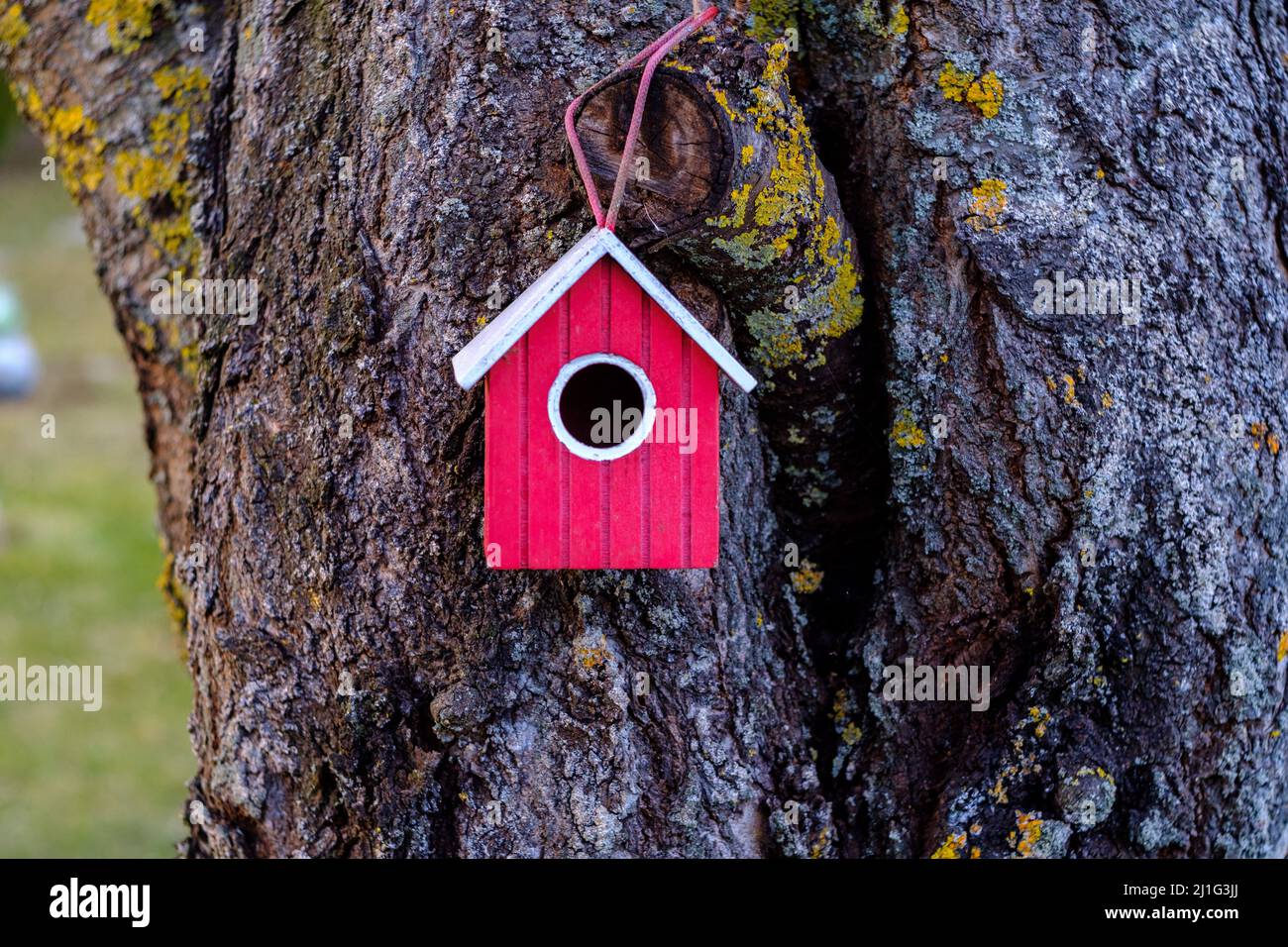 A closeup of a tiny red bird house on a tree Stock Photo - Alamy