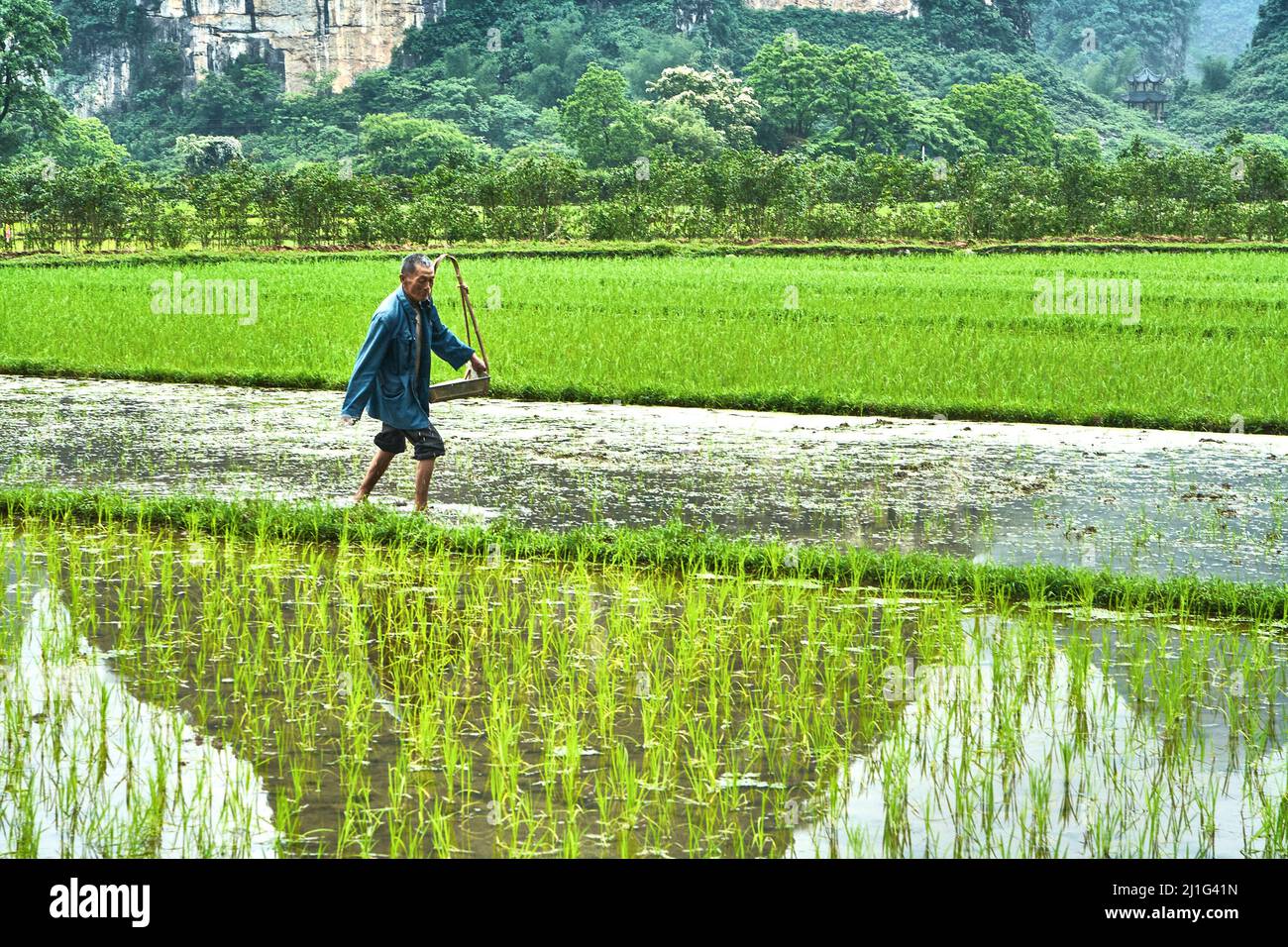 Irrigated rice field hi-res stock photography and images - Alamy