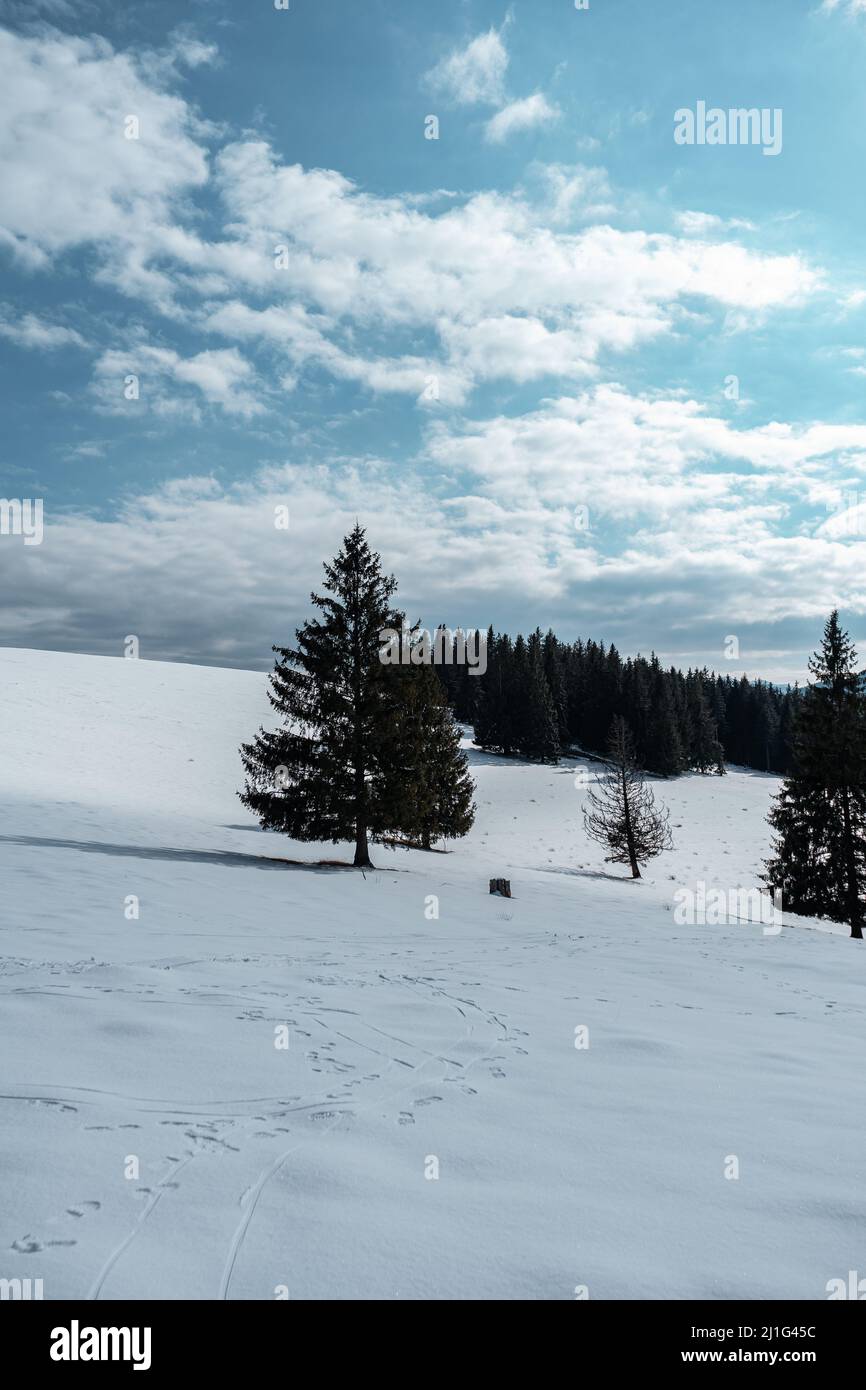 a photo of tree in snow covered field Stock Photo - Alamy