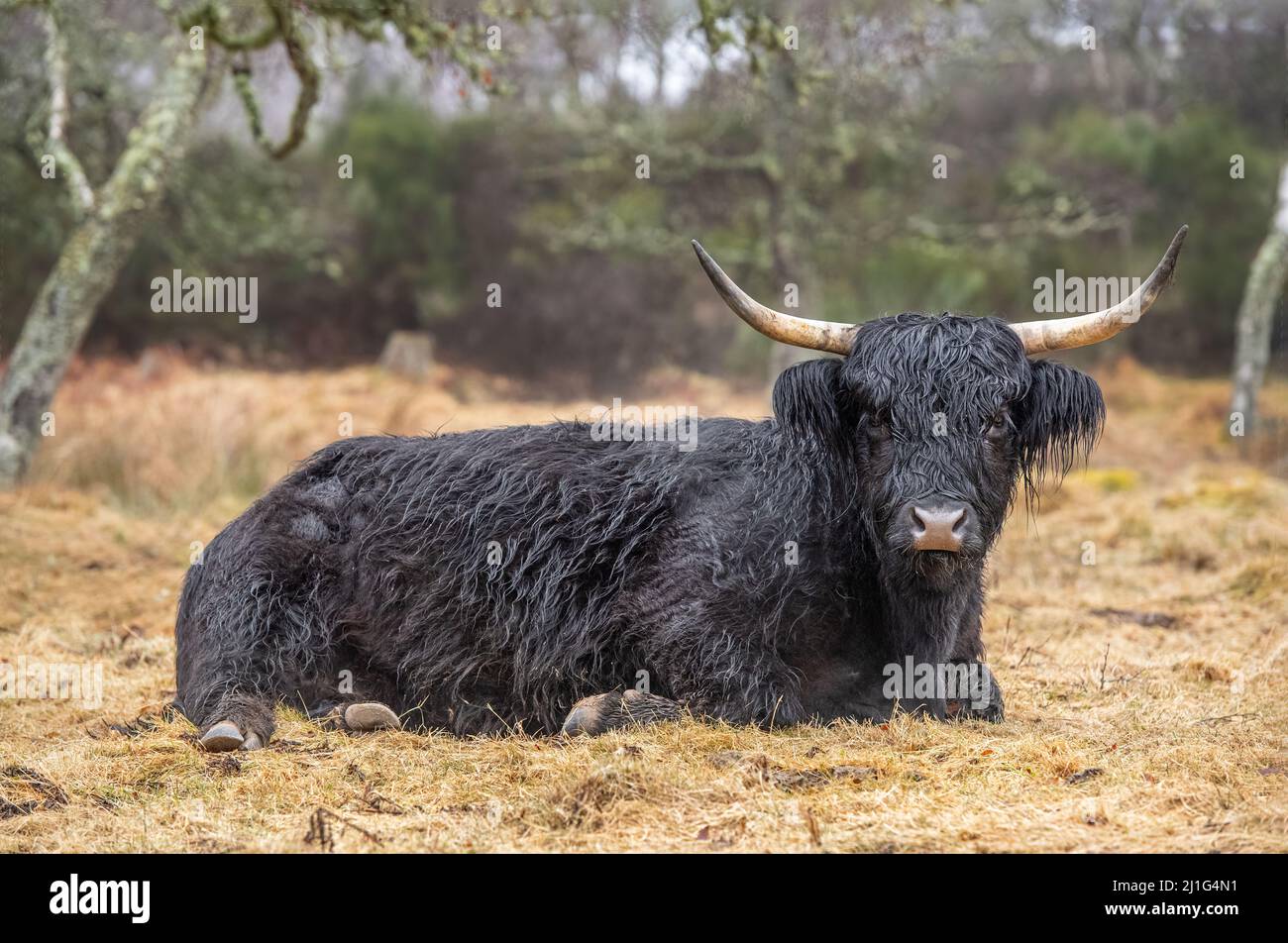 Black Highland cow in a field, close up in Scotland Stock Photo - Alamy